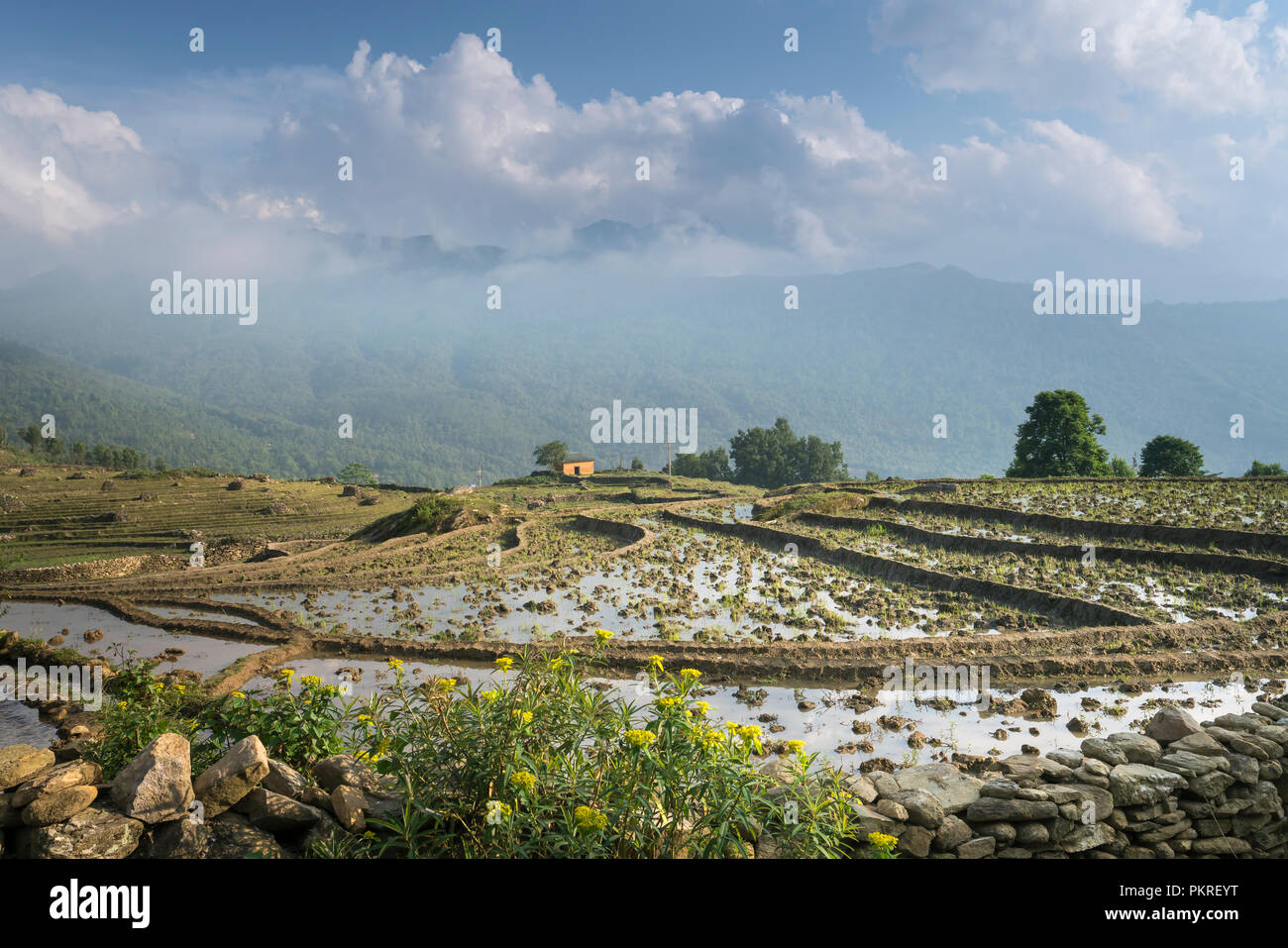 The image is as beautiful as the oil painting of terraced field in Mu ...