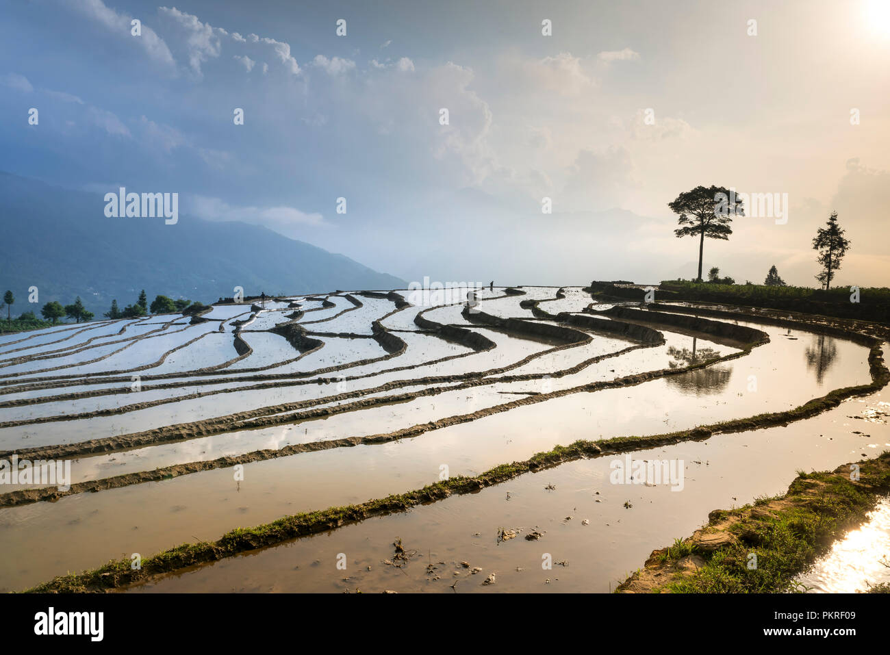 The image is as beautiful as the oil painting of terraced field in Mu ...