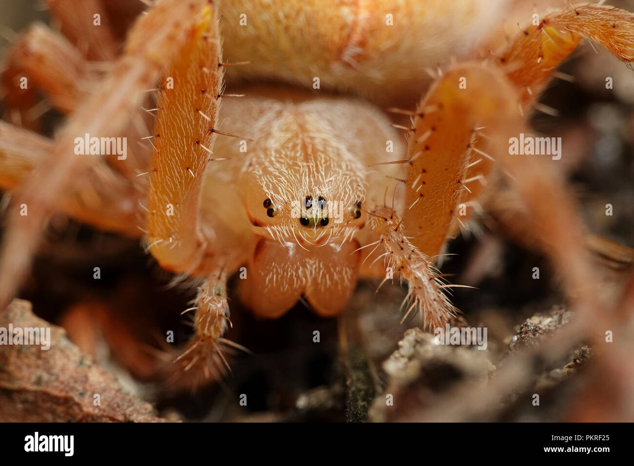 Macro photo of a orange Cross spider (Araneus diadematus Stock Photo ...