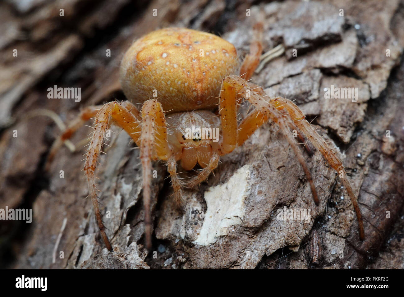Macro photo of a orange Cross spider (Araneus diadematus Stock Photo ...