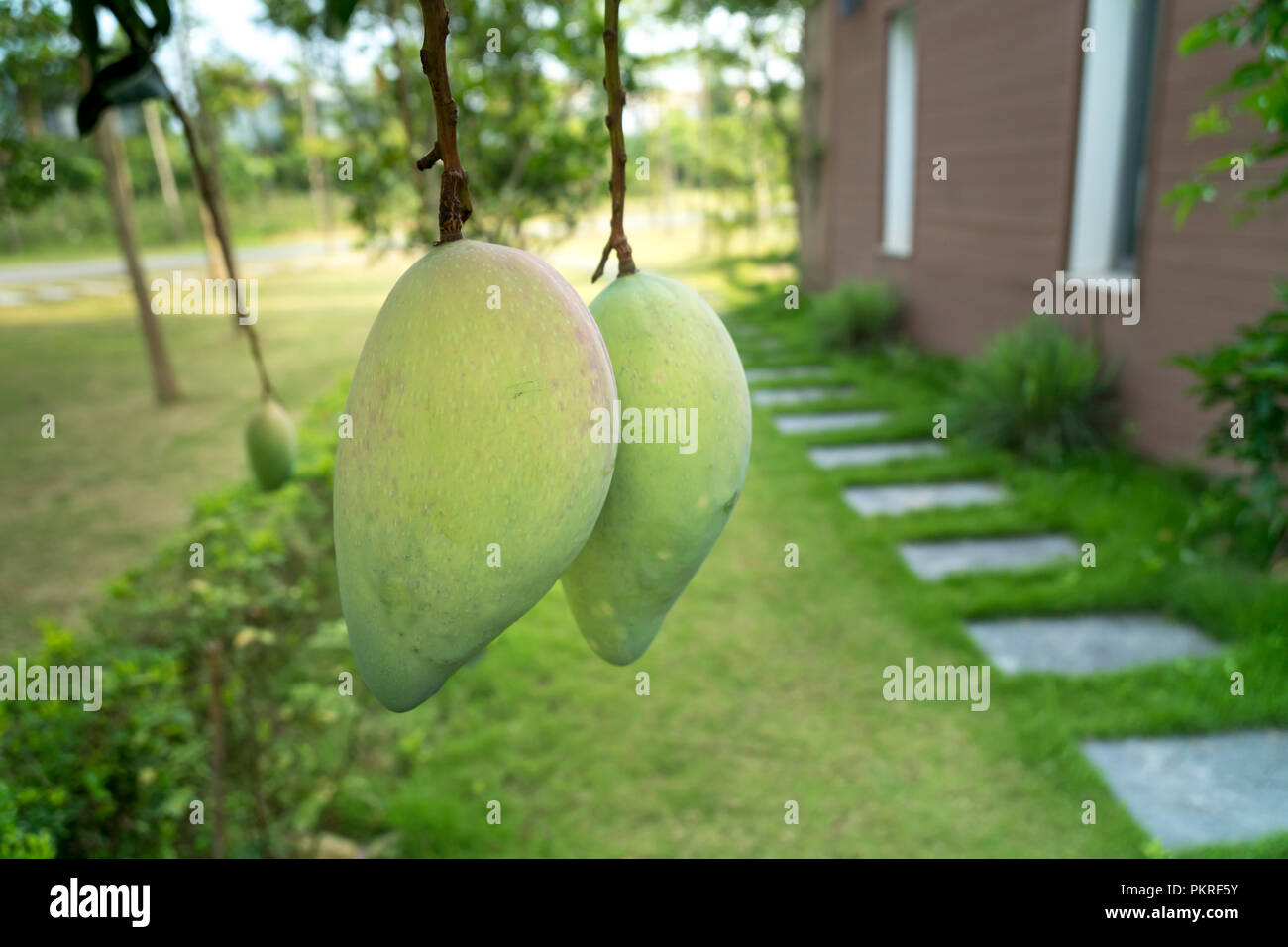 Big mango tree hi-res stock photography and images - Alamy