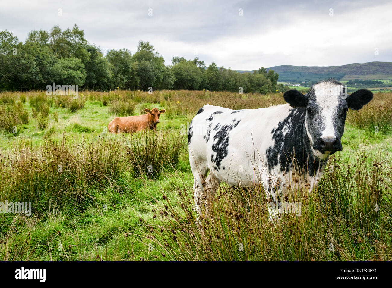Grazing irish cow hi-res stock photography and images - Alamy