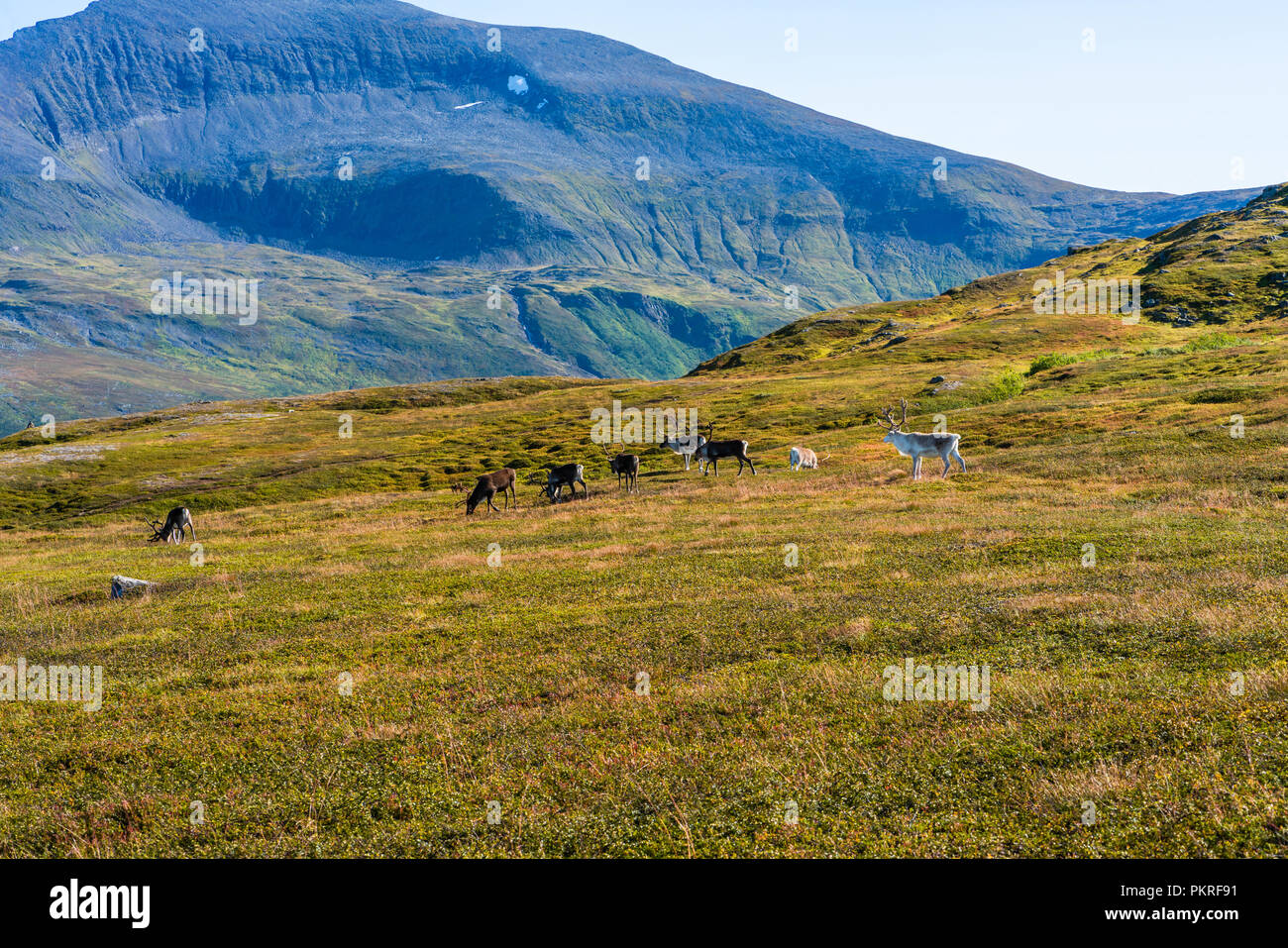View of the mountains and hills around Tromso with grazing herd of ...