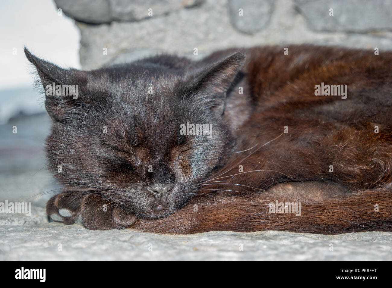 Cat standing and relaxing Stock Photo - Alamy