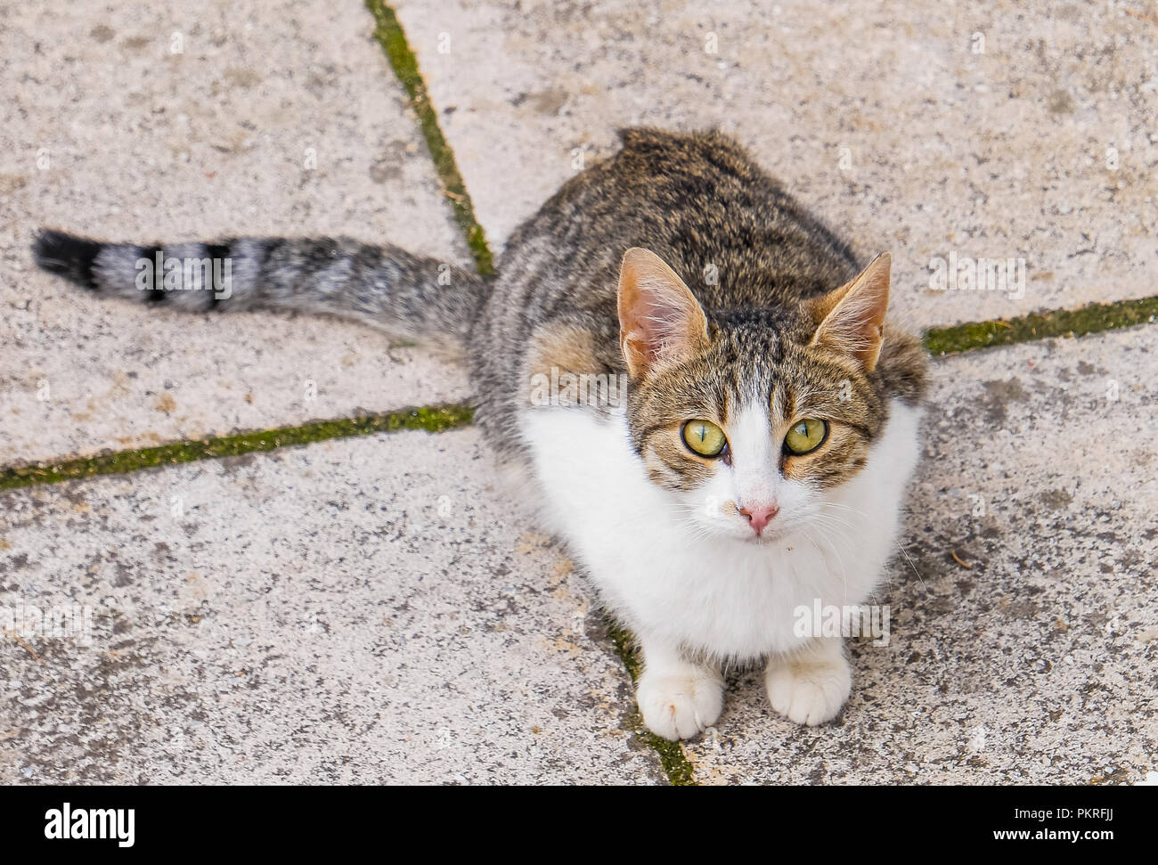 Cat standing and relaxing Stock Photo - Alamy