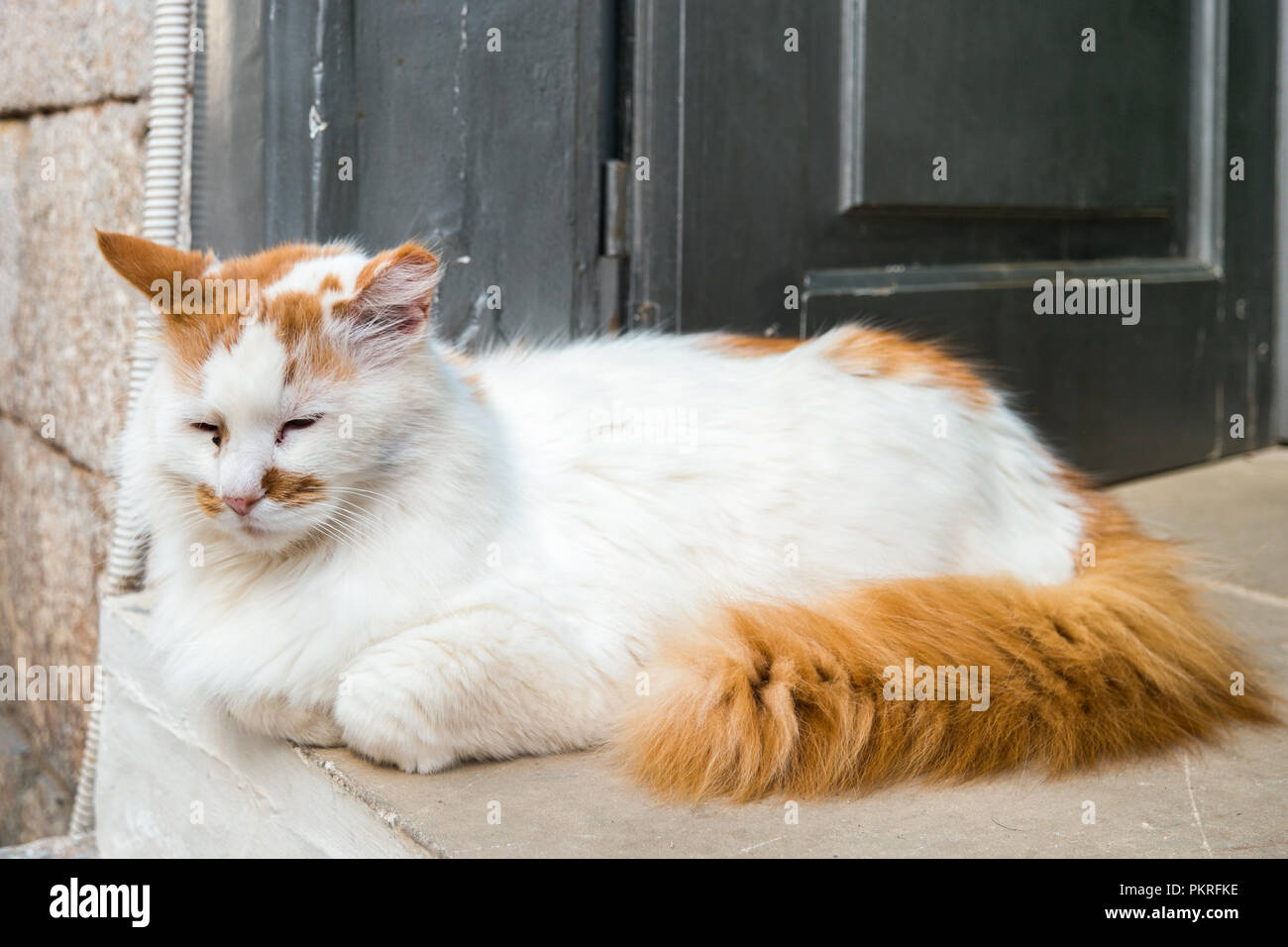Cat Sleeping Silhouette High Resolution Stock Photography and Images ...