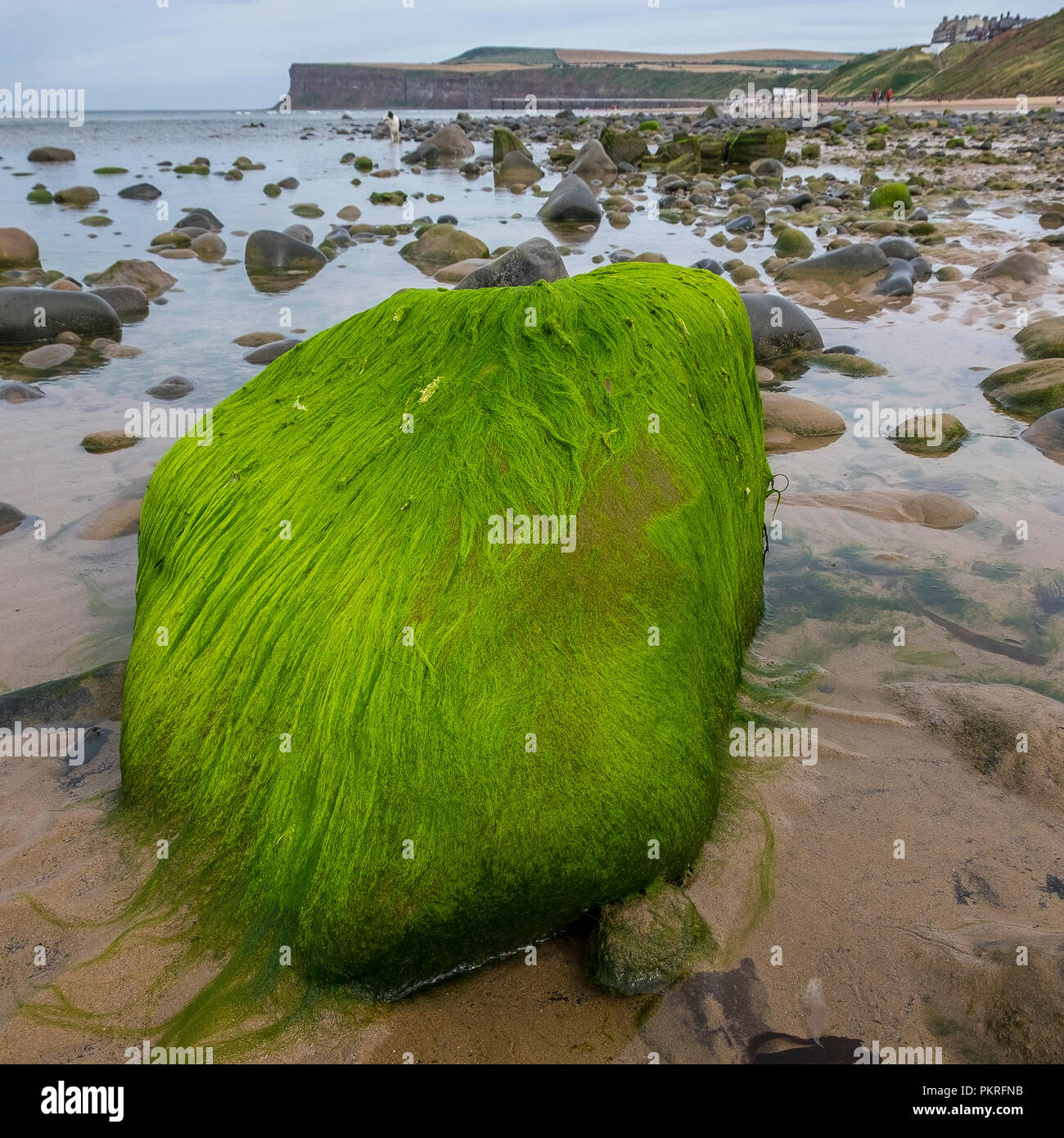 border collie dog and green seaweed covered rock on beach at hunt cliff ...