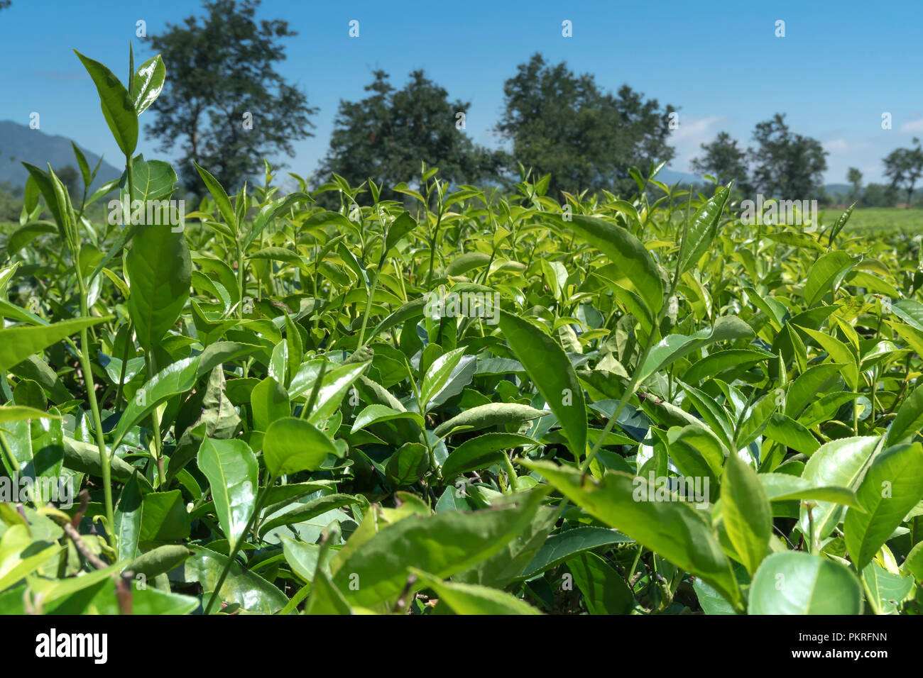 Tea hill, Tea plantation, green landscape background, green leaf in ...