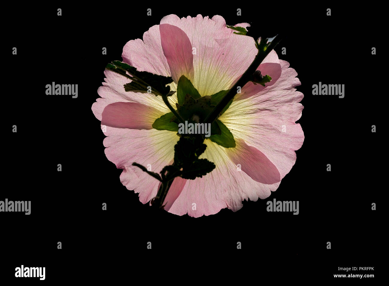 Hollyhock mallow garden hi-res stock photography and images - Alamy