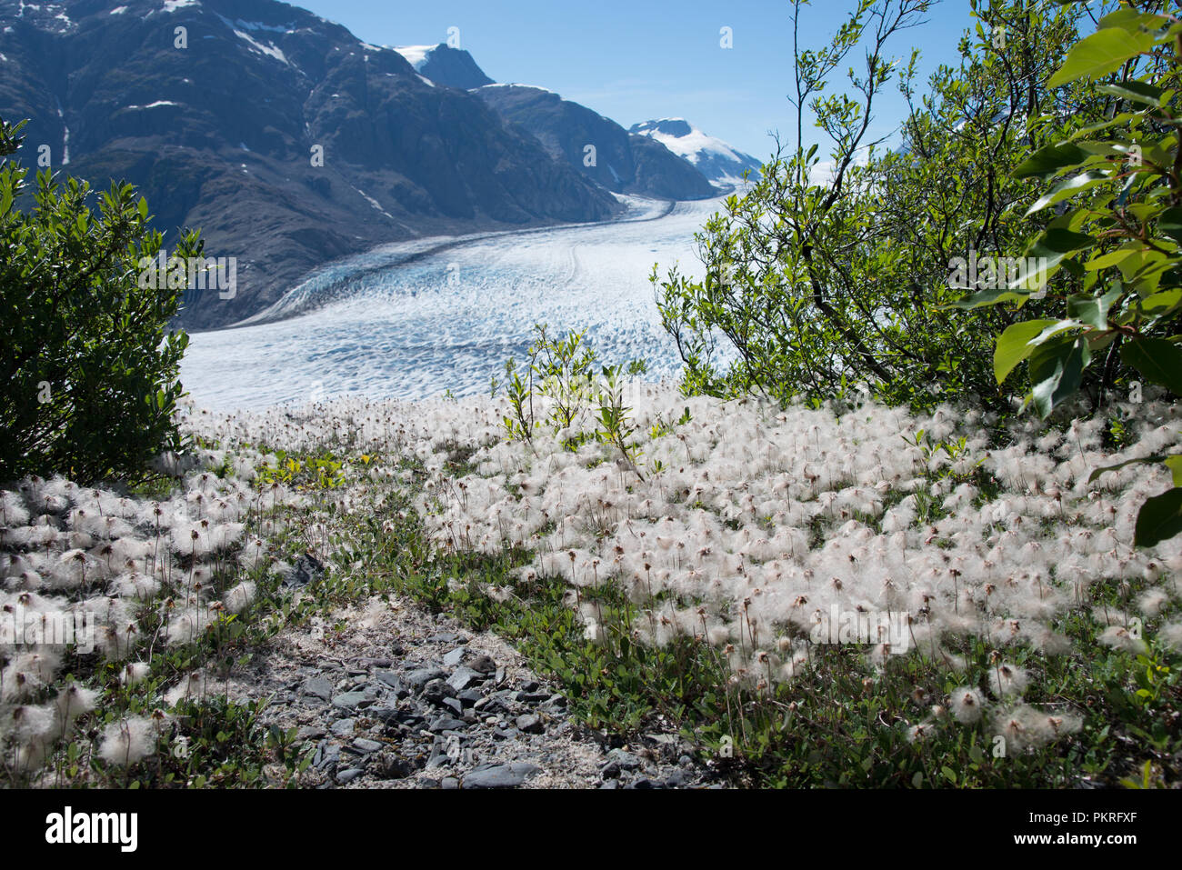 A view of Salmon Glacier surrounded by flowers, Stewart BC Stock Photo ...