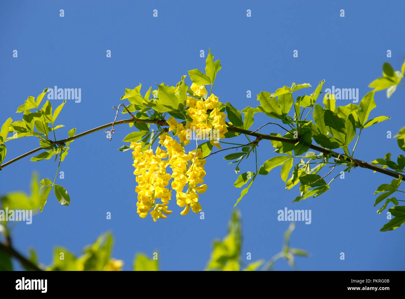 Bright yellow Laburnum flowers in sunshine against cloudless blue sky ...
