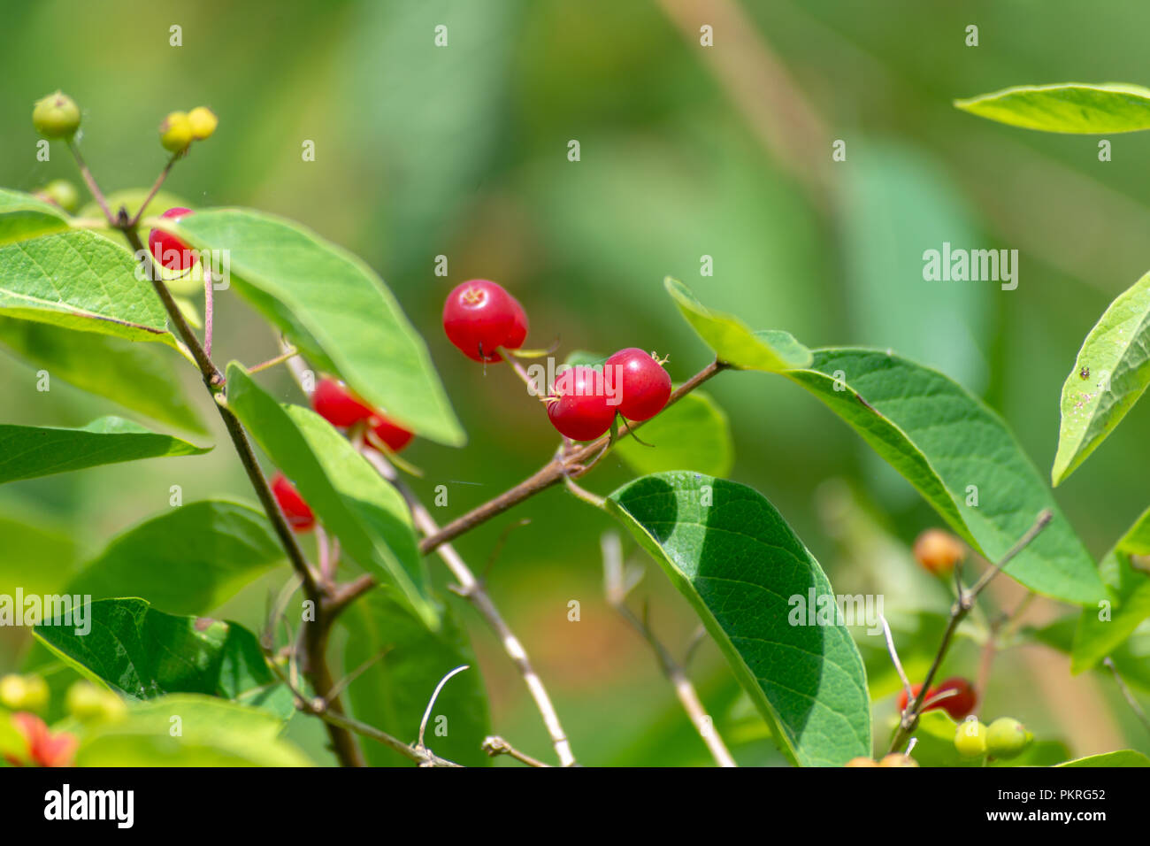 A red berry plant stands in the sunlight surrounded by beautiful green ...