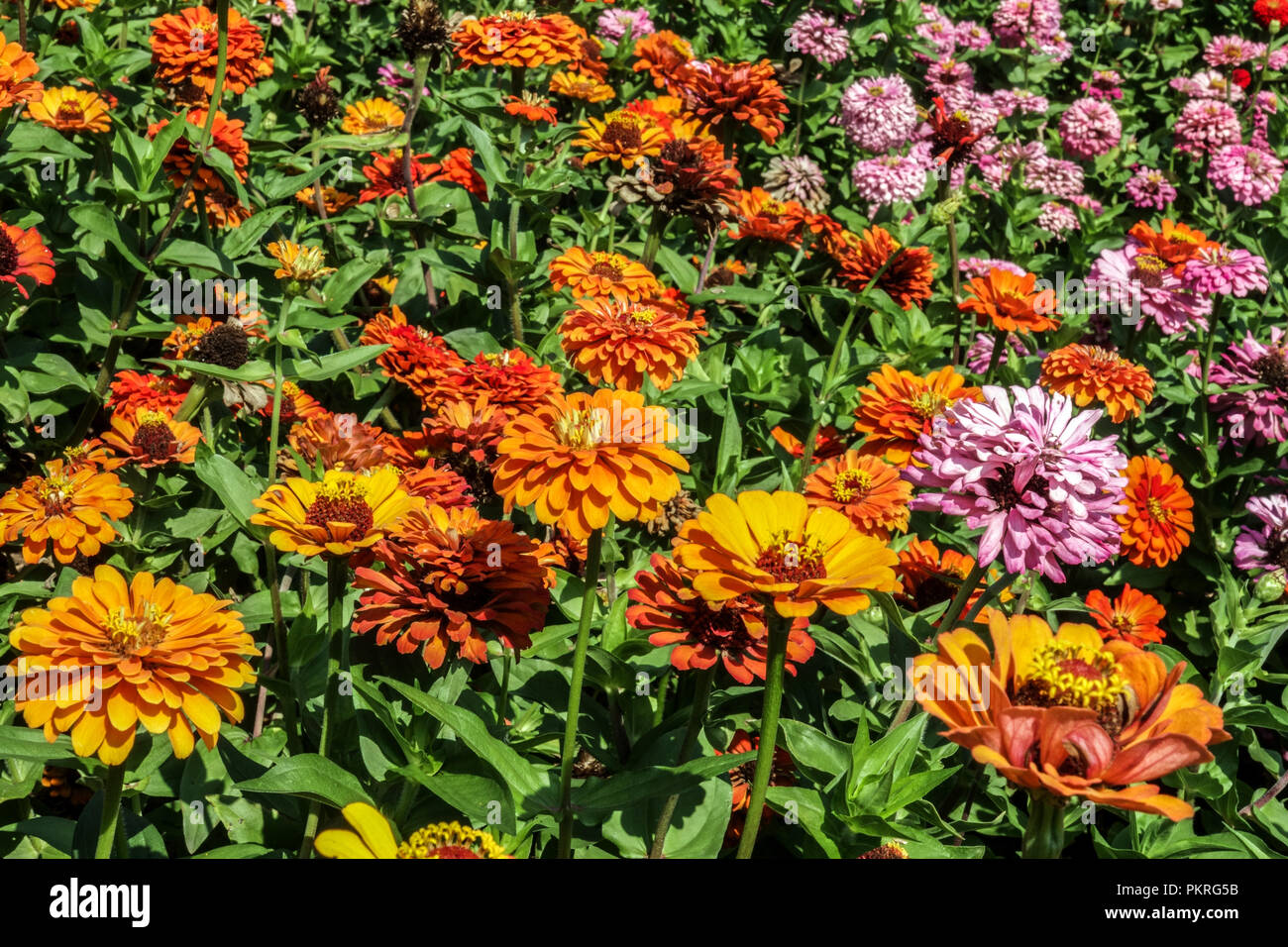 Orange Zinnias, Zinnia elegans " Orange King ", border in garden Stock ...