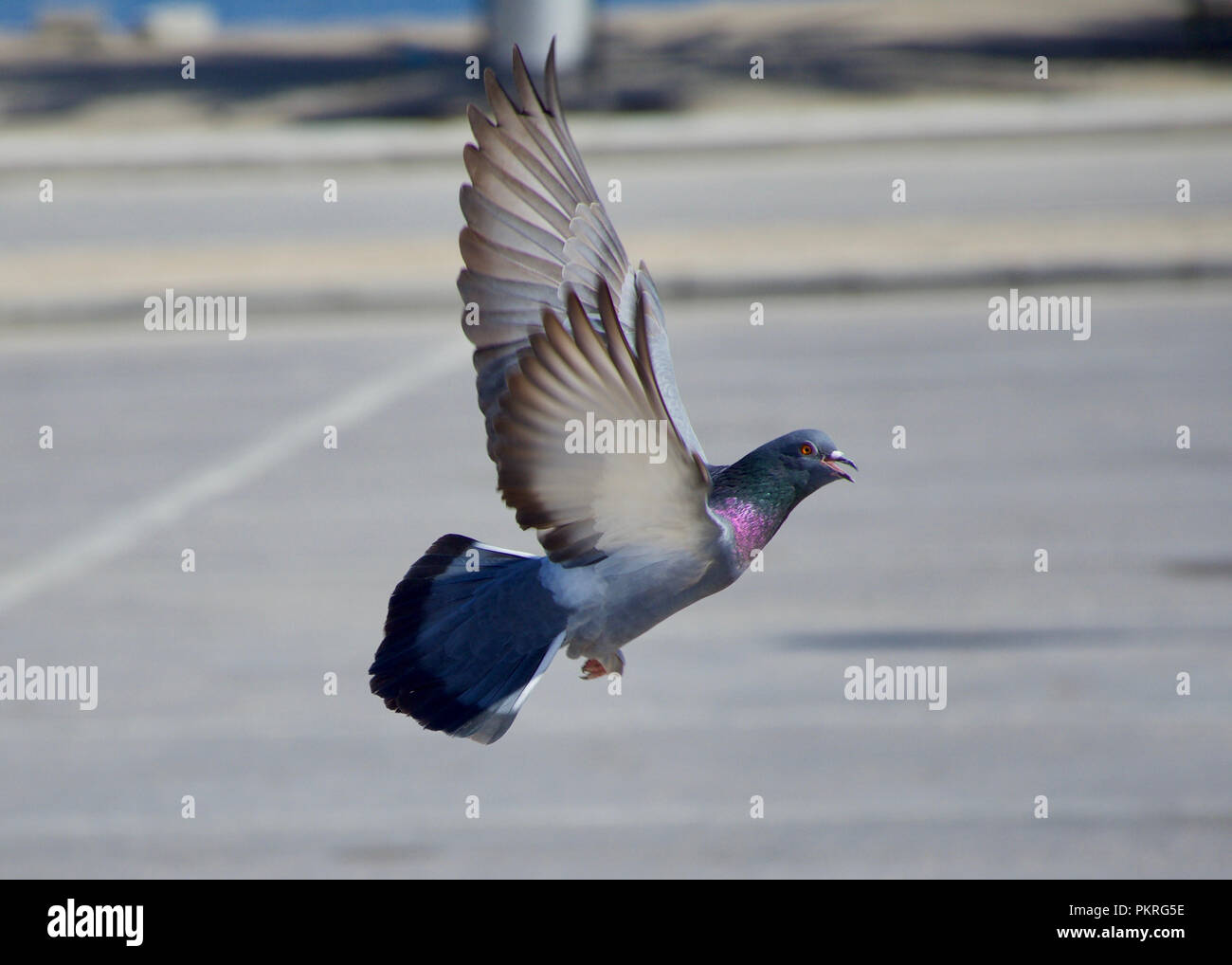 A very common Rock Dove (Pigeon) takes off showing off its wings and ...