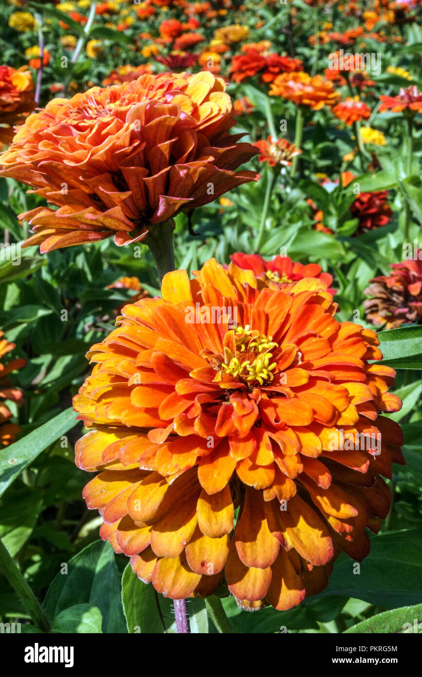 Orange flower border hi-res stock photography and images - Alamy