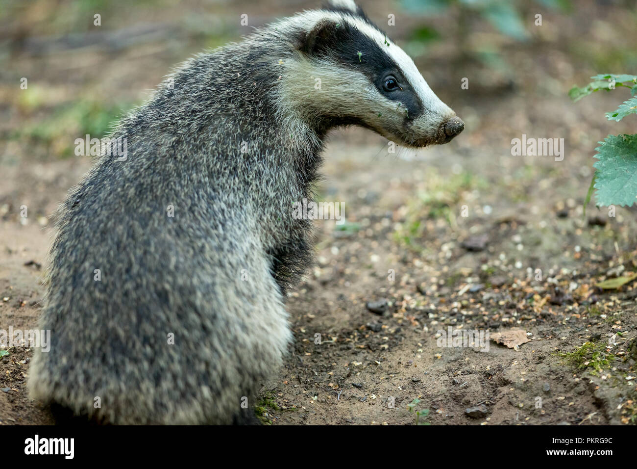 Wild boar scientific name hi-res stock photography and images - Alamy