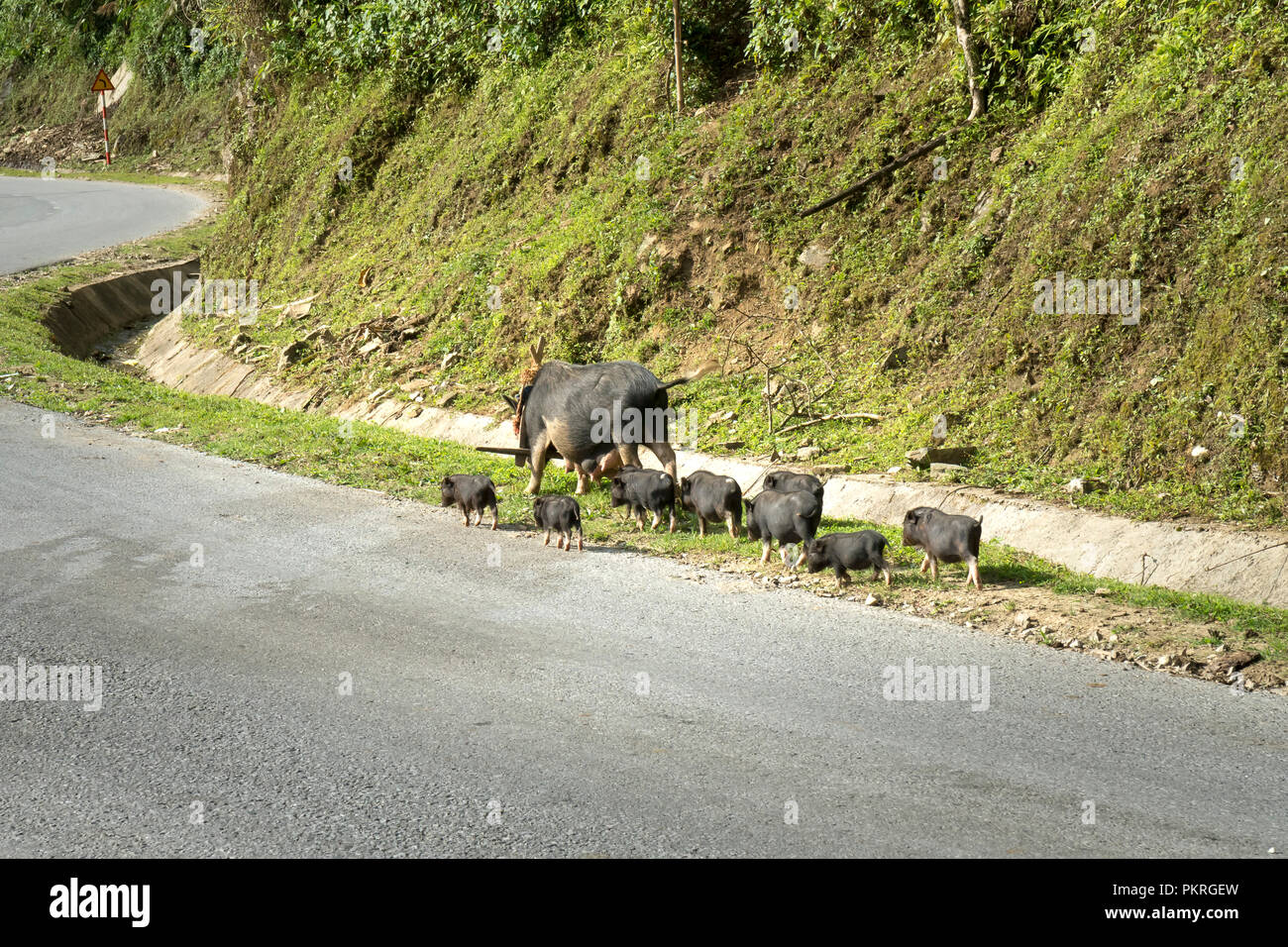 Pigs running free hi-res stock photography and images - Alamy