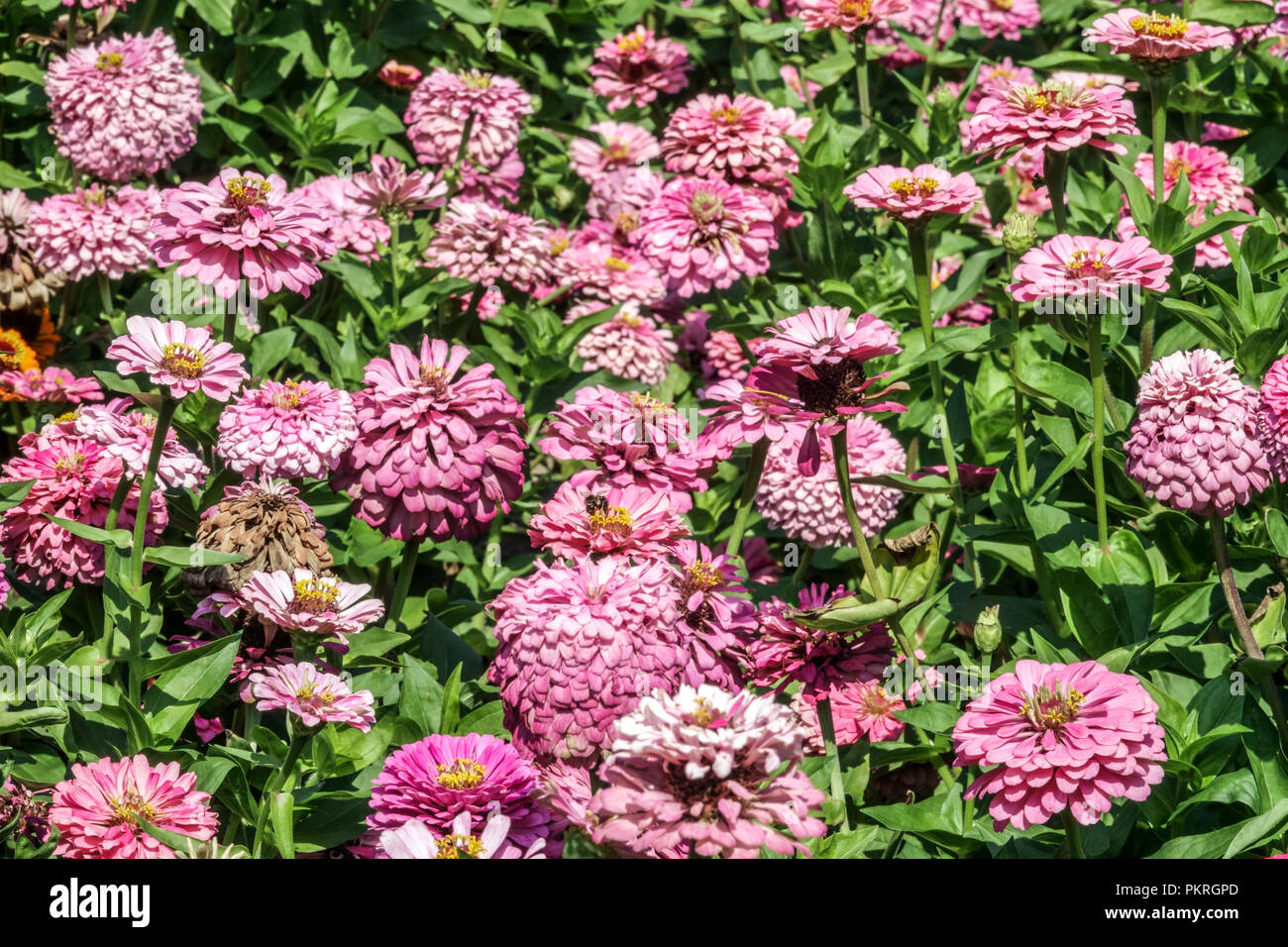 Border with zinnias hi-res stock photography and images - Alamy