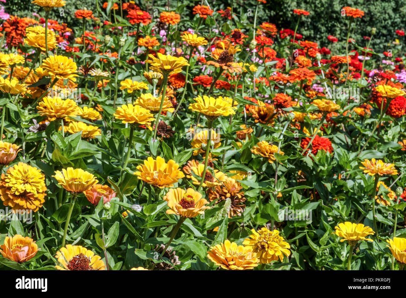 Border With Zinnias High Resolution Stock Photography and Images - Alamy