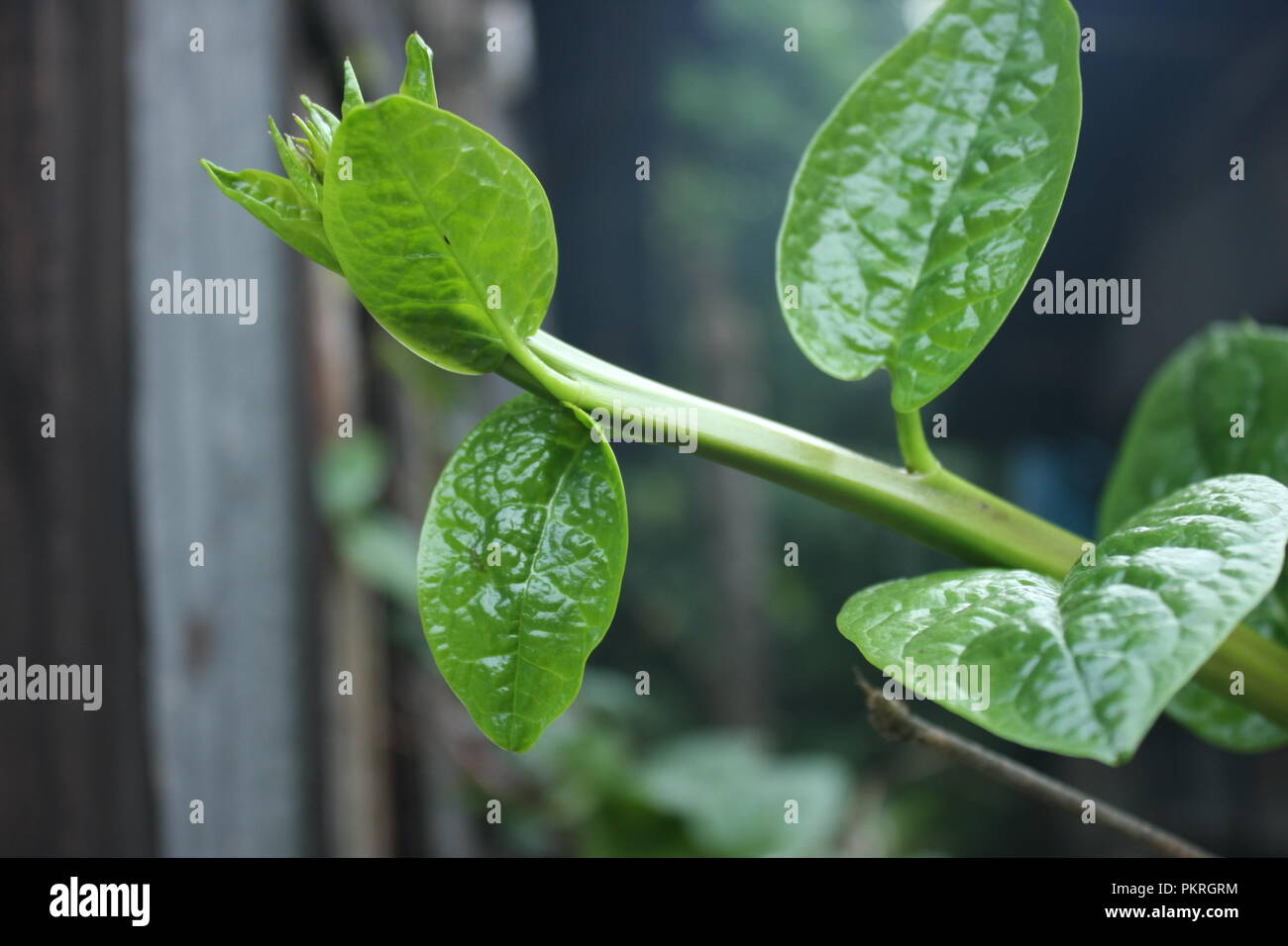 Basellaceae hi-res stock photography and images - Alamy