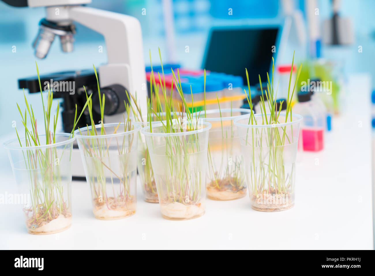 Grass end microscope in biological lab Stock Photo - Alamy