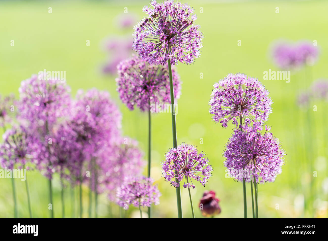 Close-up photo of purple allium blossom Stock Photo - Alamy