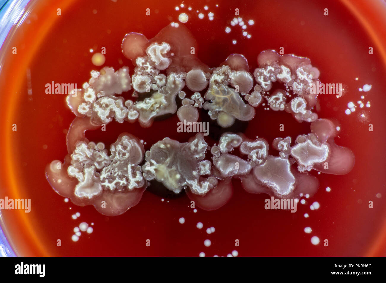 Mold fungus bacteria colonies hi-res stock photography and images - Alamy