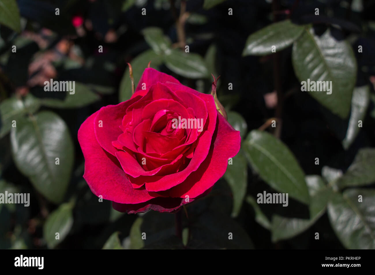 Blooming beautiful colorful rose in garden nature background Stock ...