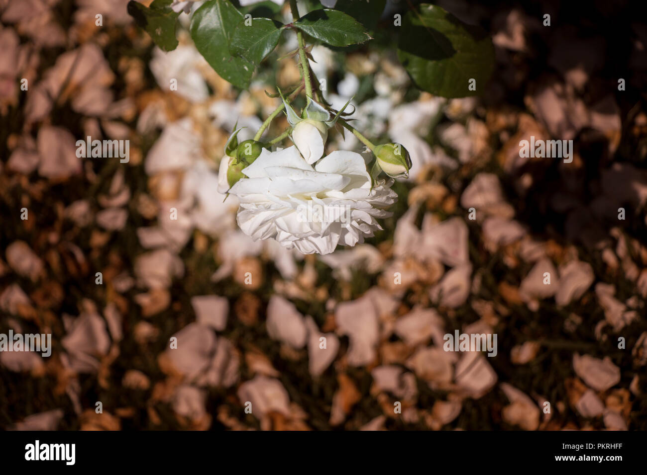 Feeling soil hi-res stock photography and images - Alamy