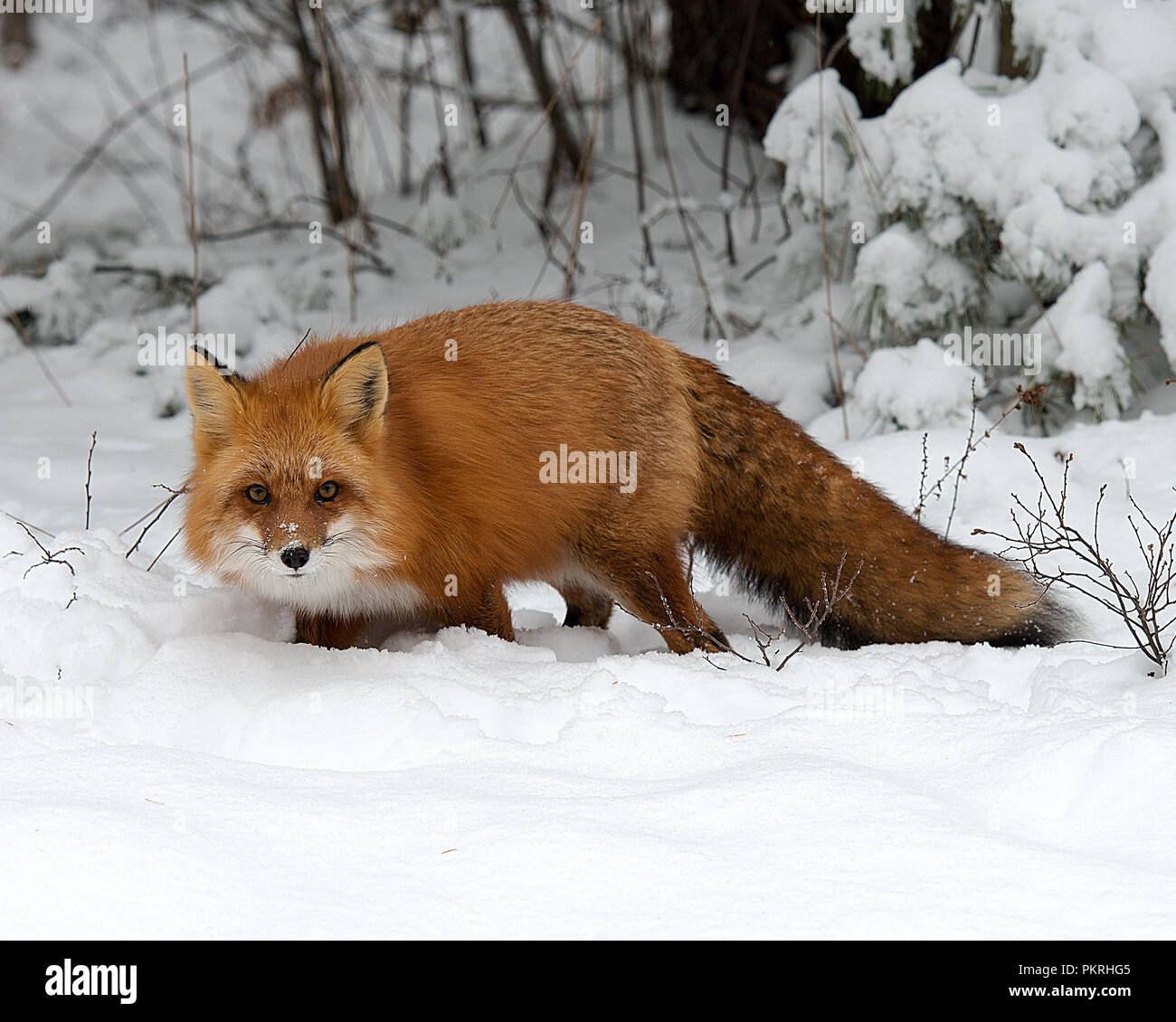 Red fox winter hi-res stock photography and images - Alamy