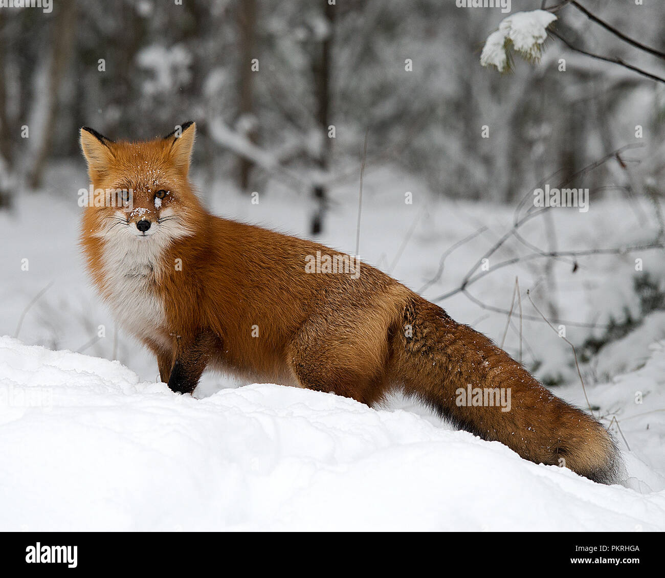 Red fox animal in the forest with snow hi-res stock photography and ...