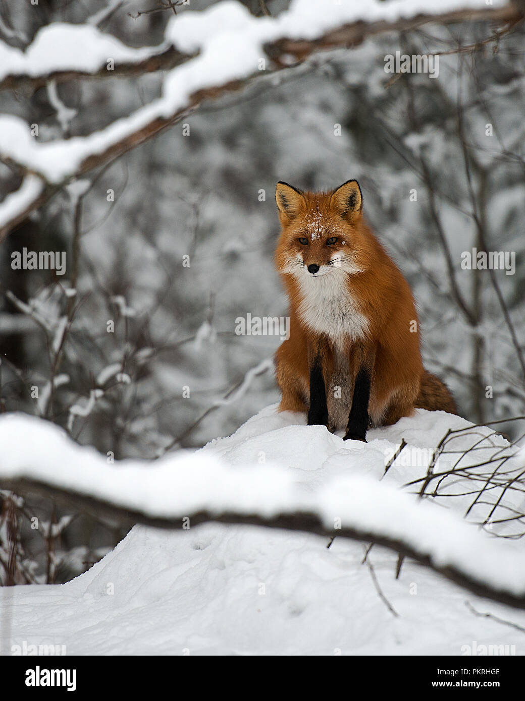 Red fox animal in the forest with snow hi-res stock photography and ...