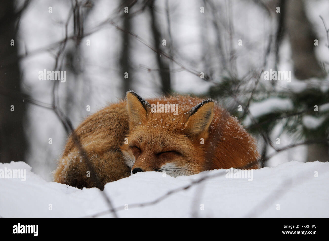 Red fox sleeping in snow hi-res stock photography and images - Alamy