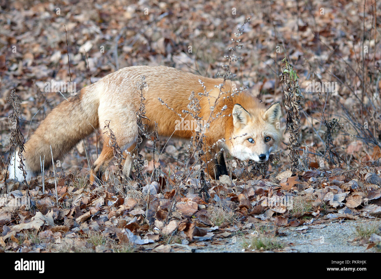 Red Fox enjoying its environment Stock Photo - Alamy