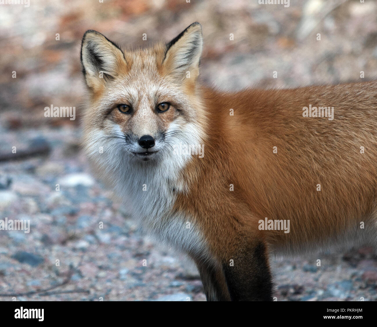 Red Fox enjoying its environment Stock Photo - Alamy