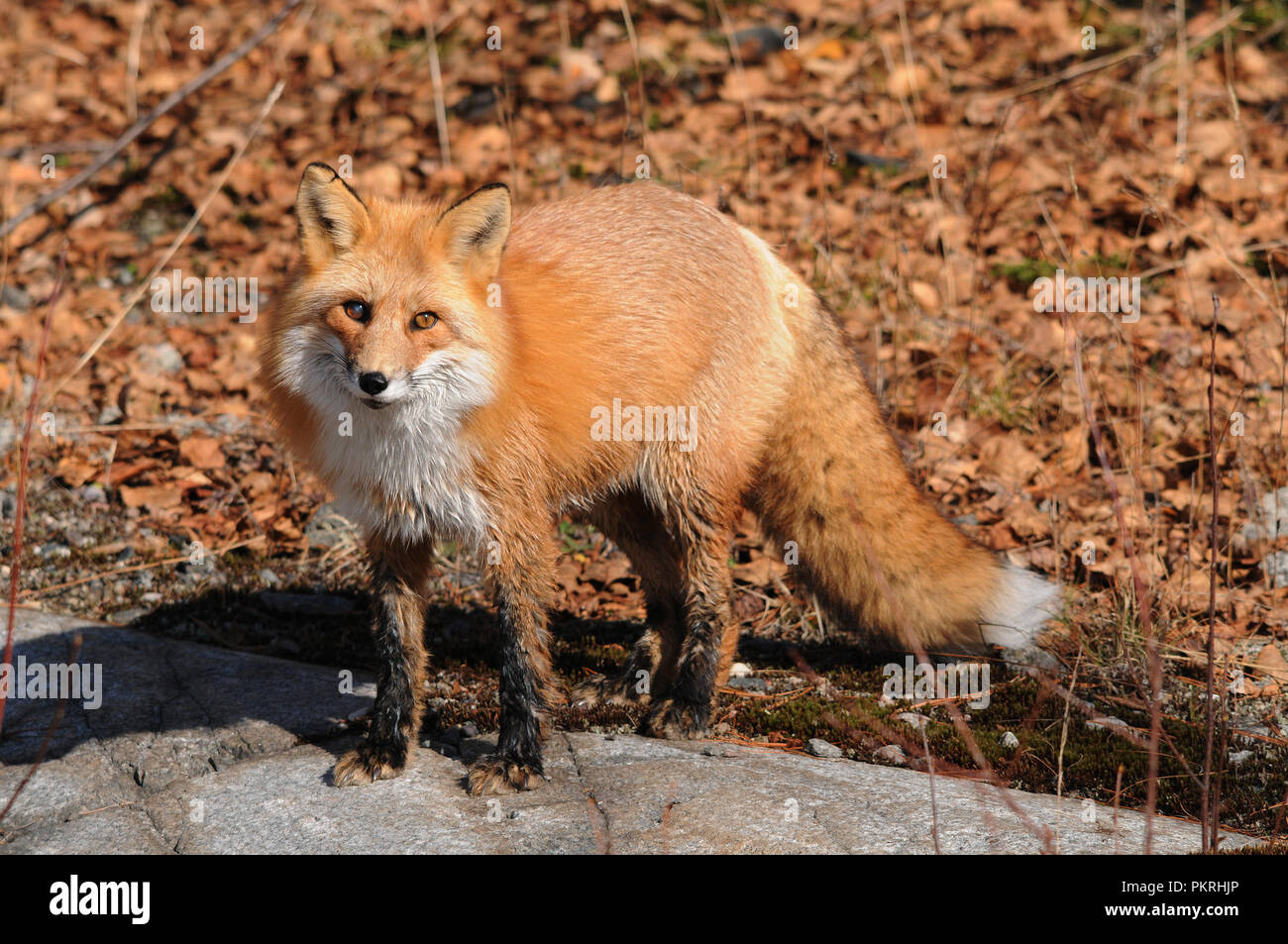 Red Fox enjoying its environment Stock Photo - Alamy
