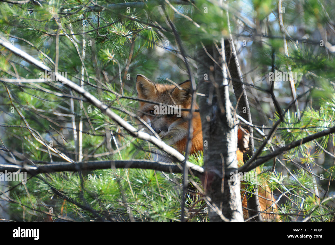 Red fox hiding photo hi-res stock photography and images - Alamy