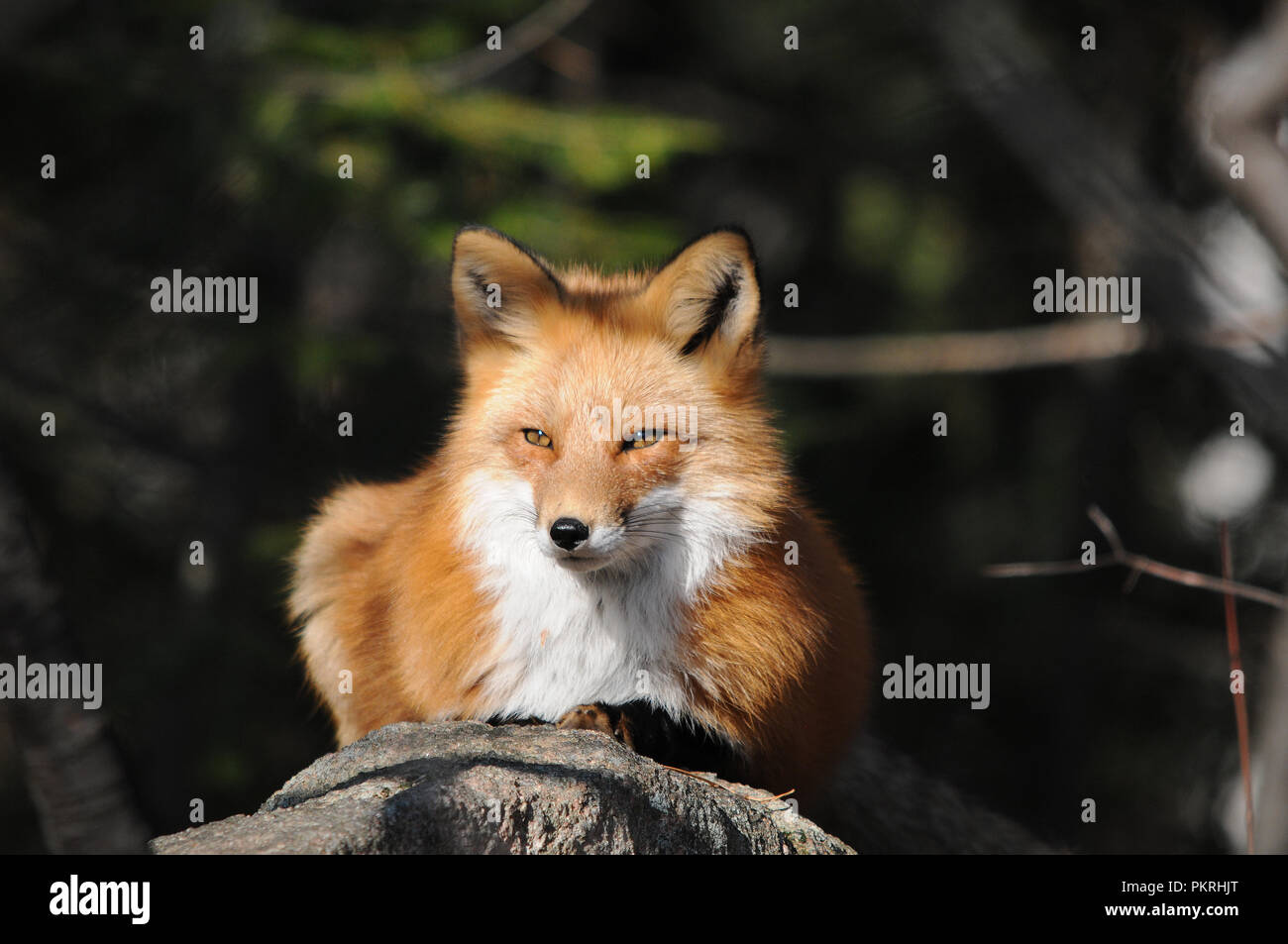 Red Fox enjoying its environment Stock Photo - Alamy