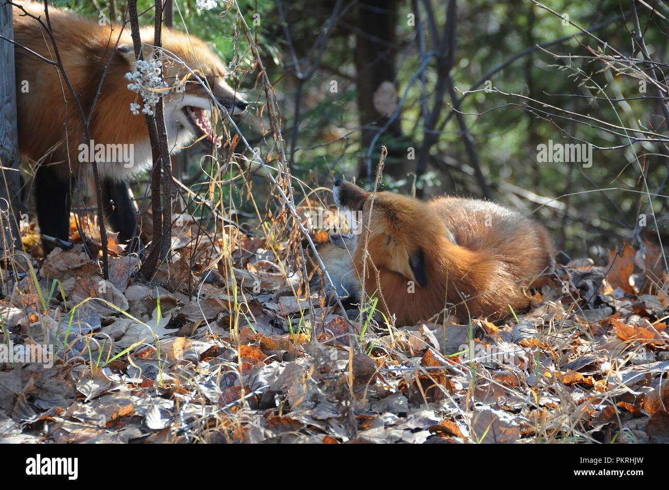 Fox red fox animal posters hi-res stock photography and images - Alamy
