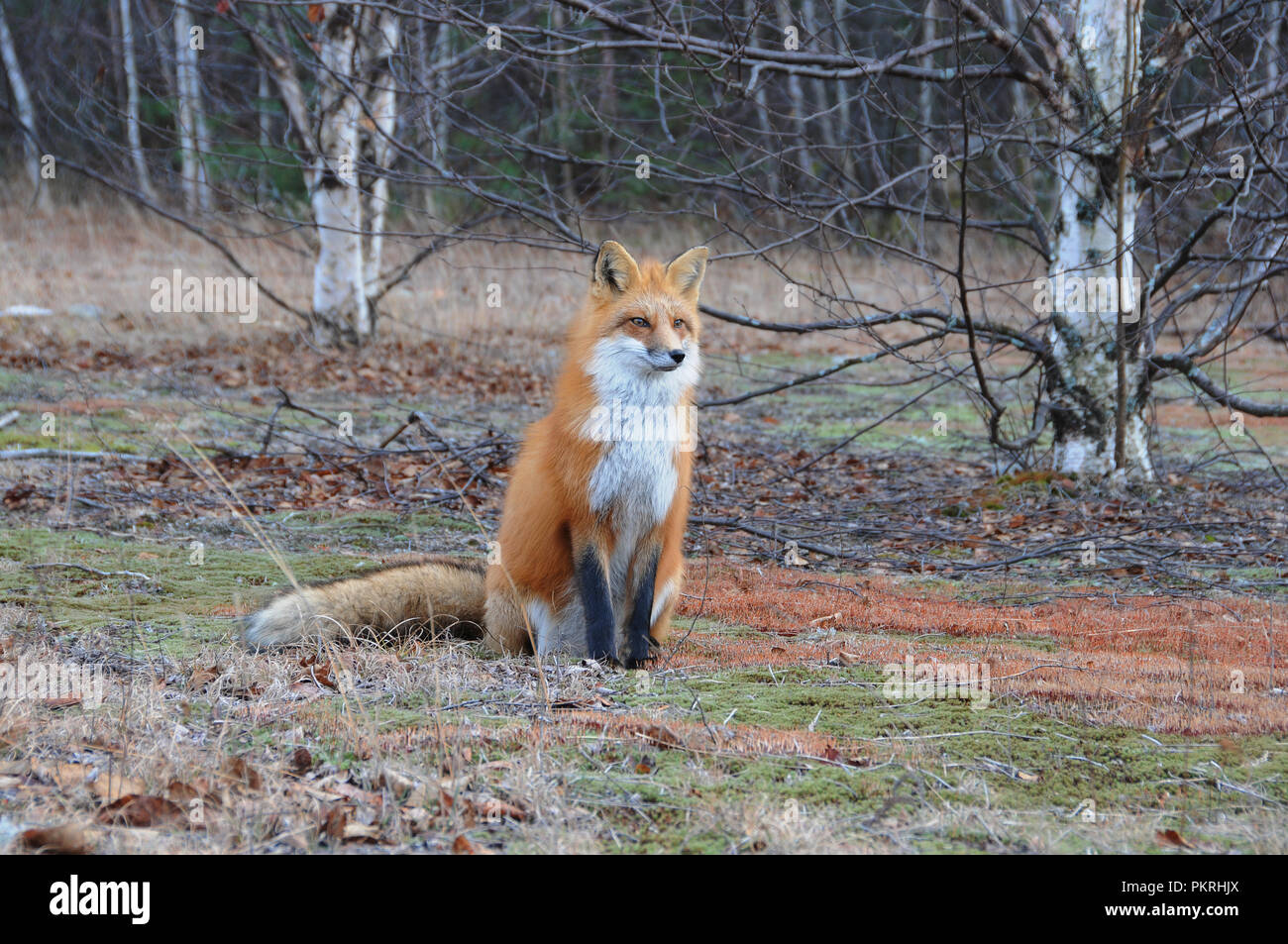 Red Fox enjoying its environment Stock Photo - Alamy
