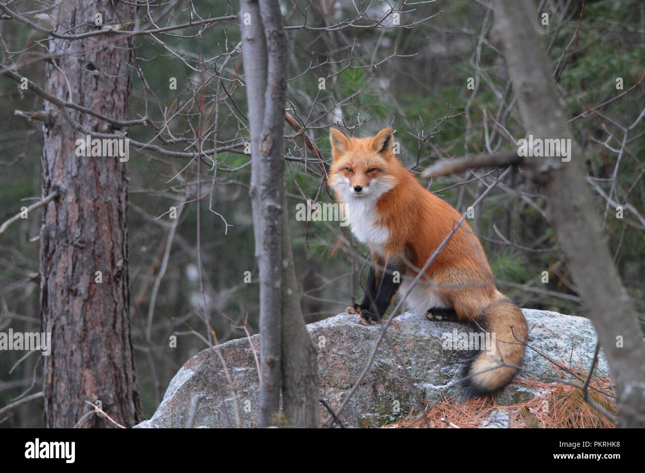 Red fox sitting on rock hi-res stock photography and images - Alamy