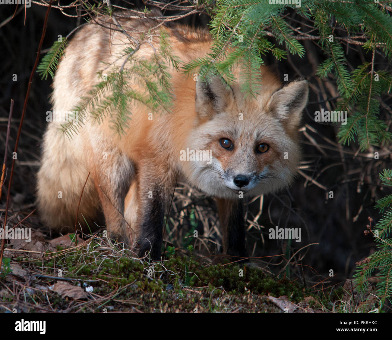 Red Fox enjoying its environment Stock Photo - Alamy