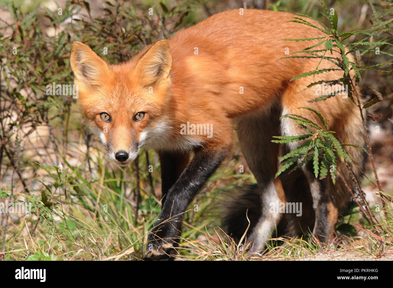 Red Fox enjoying its environment Stock Photo - Alamy