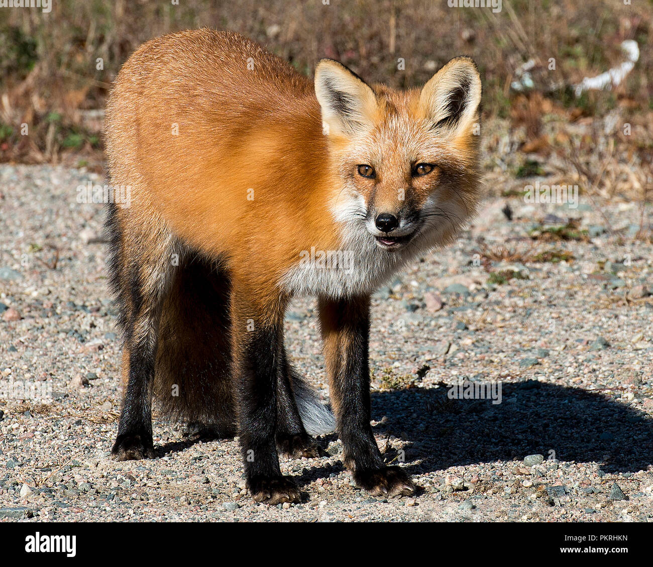 Red Fox enjoying its environment Stock Photo - Alamy
