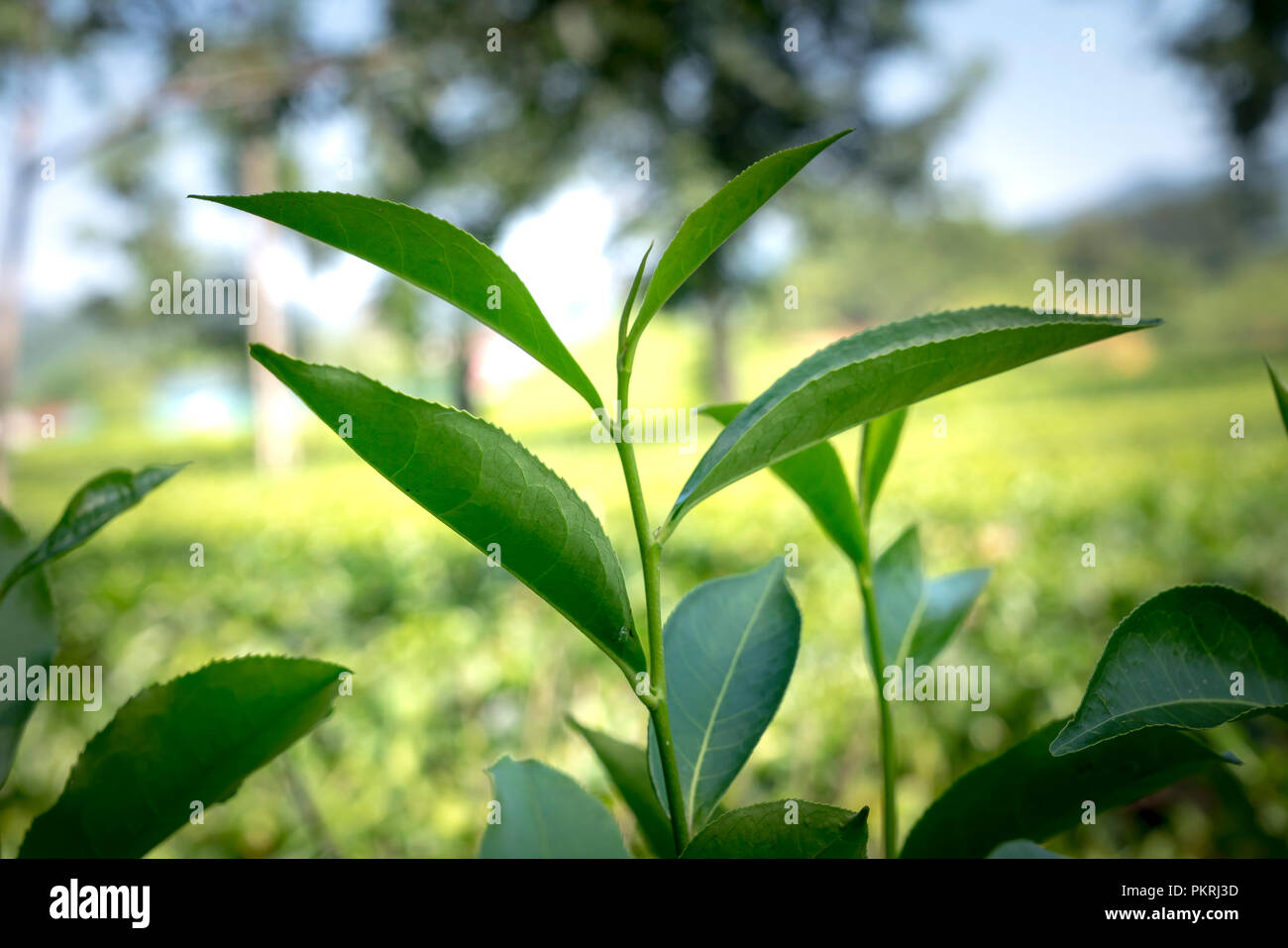 Closeup shots of fresh tea buds in tea plantations in Thanh Son ...
