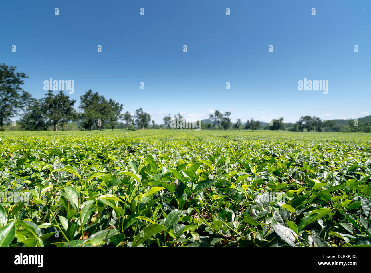 Tea hill, Tea plantation, green landscape background, green leaf in ...
