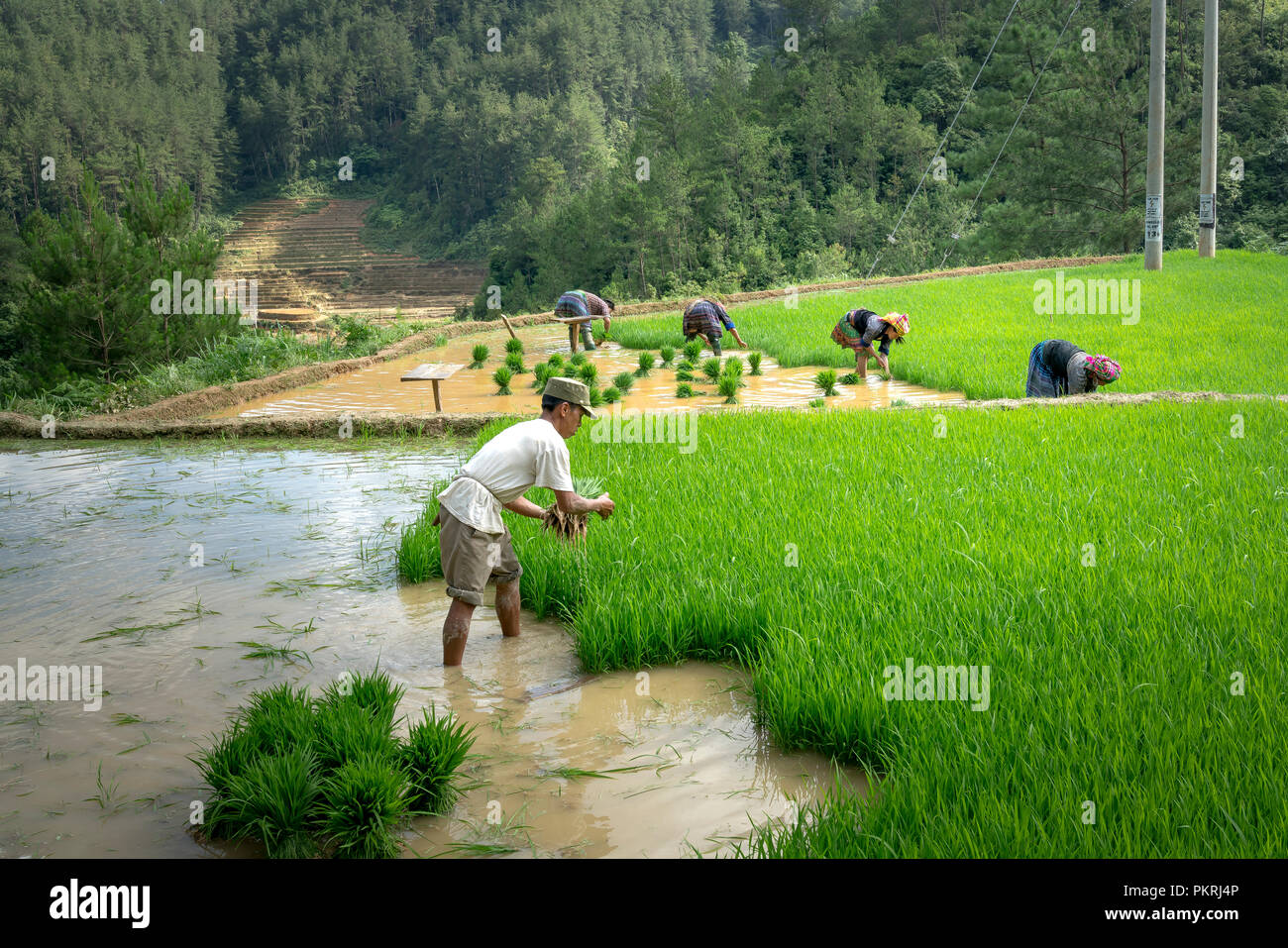 Upland rice hi-res stock photography and images - Alamy