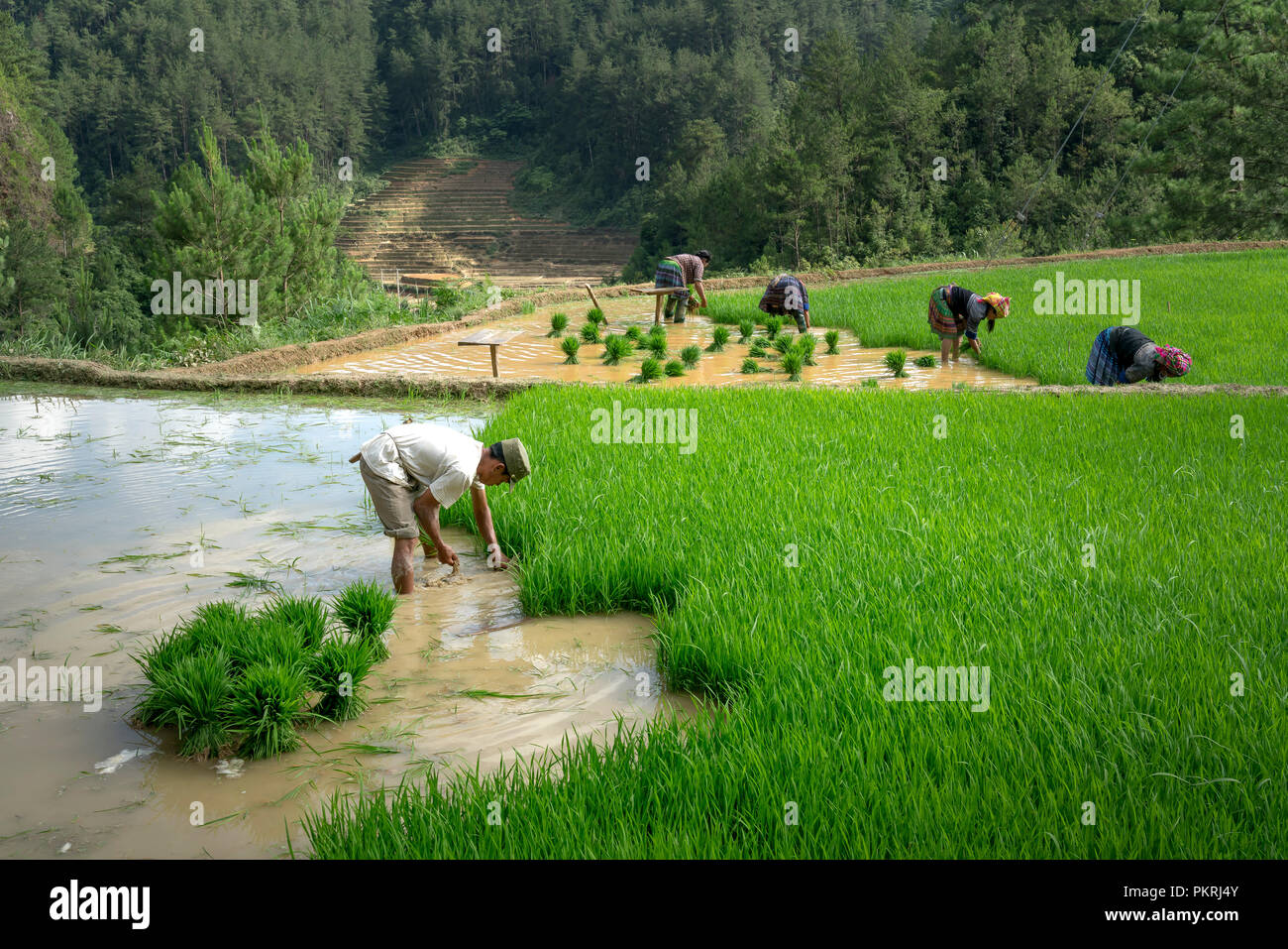 Upland rice hi-res stock photography and images - Alamy