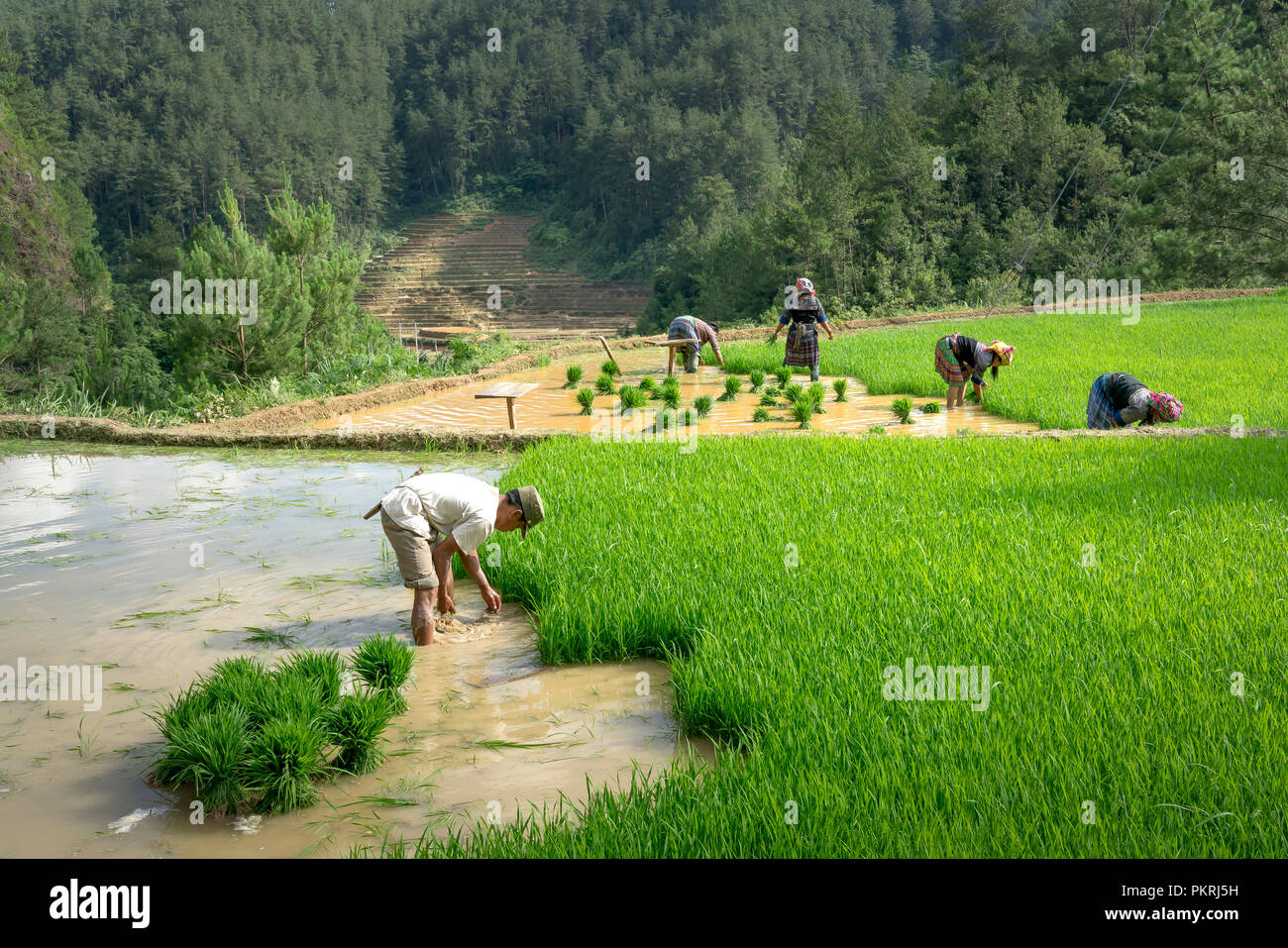 Upland rice hi-res stock photography and images - Alamy