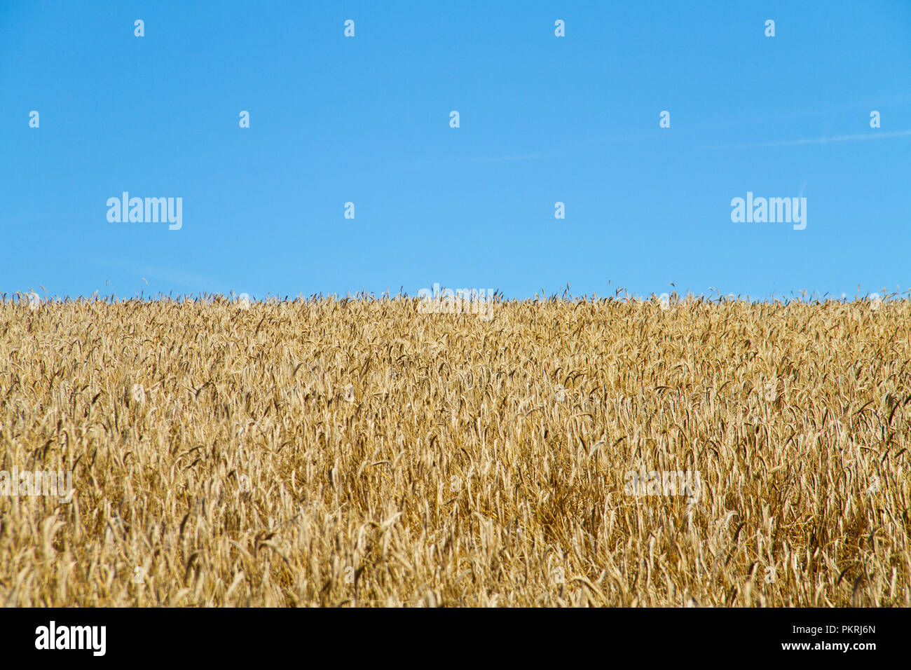 Blue sky and wheat hi-res stock photography and images - Alamy